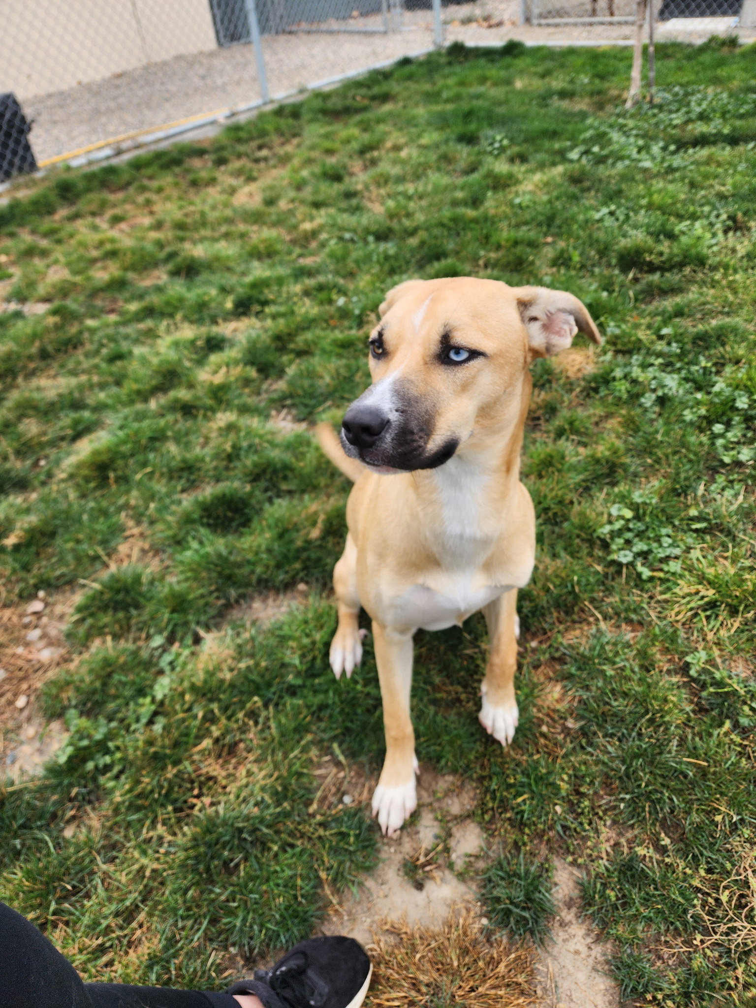Dog for Adoption - Dallie, a in Vale, OR | Alpha Paw