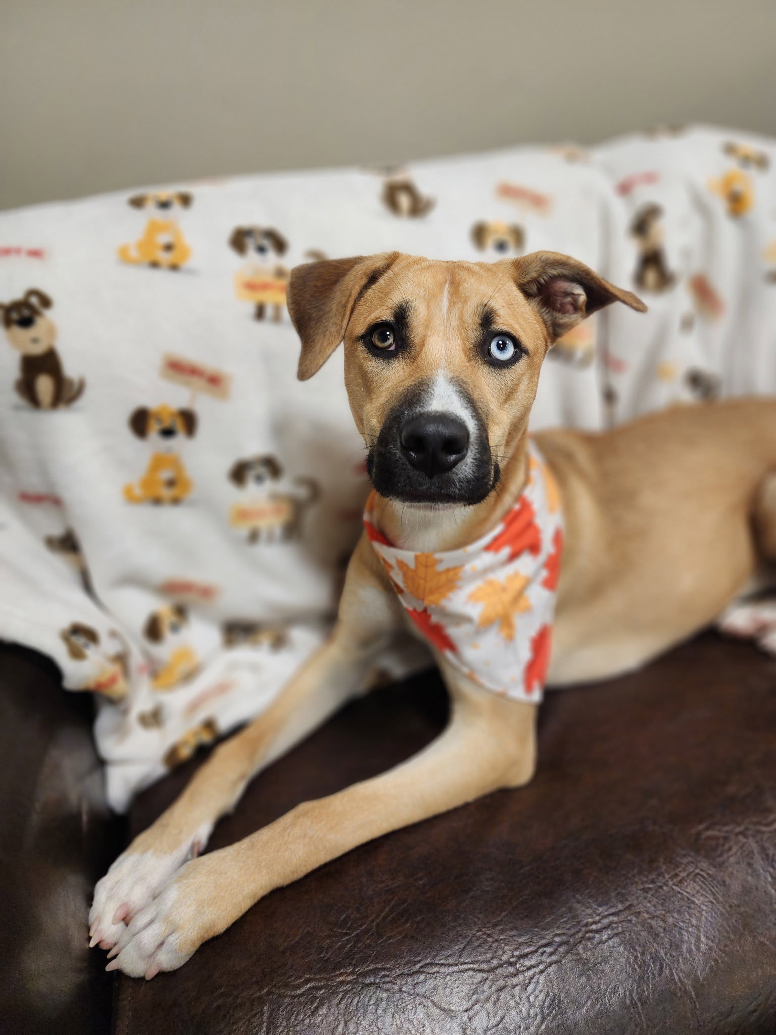 Dog for Adoption - Dallie, a in Boise, ID | Alpha Paw