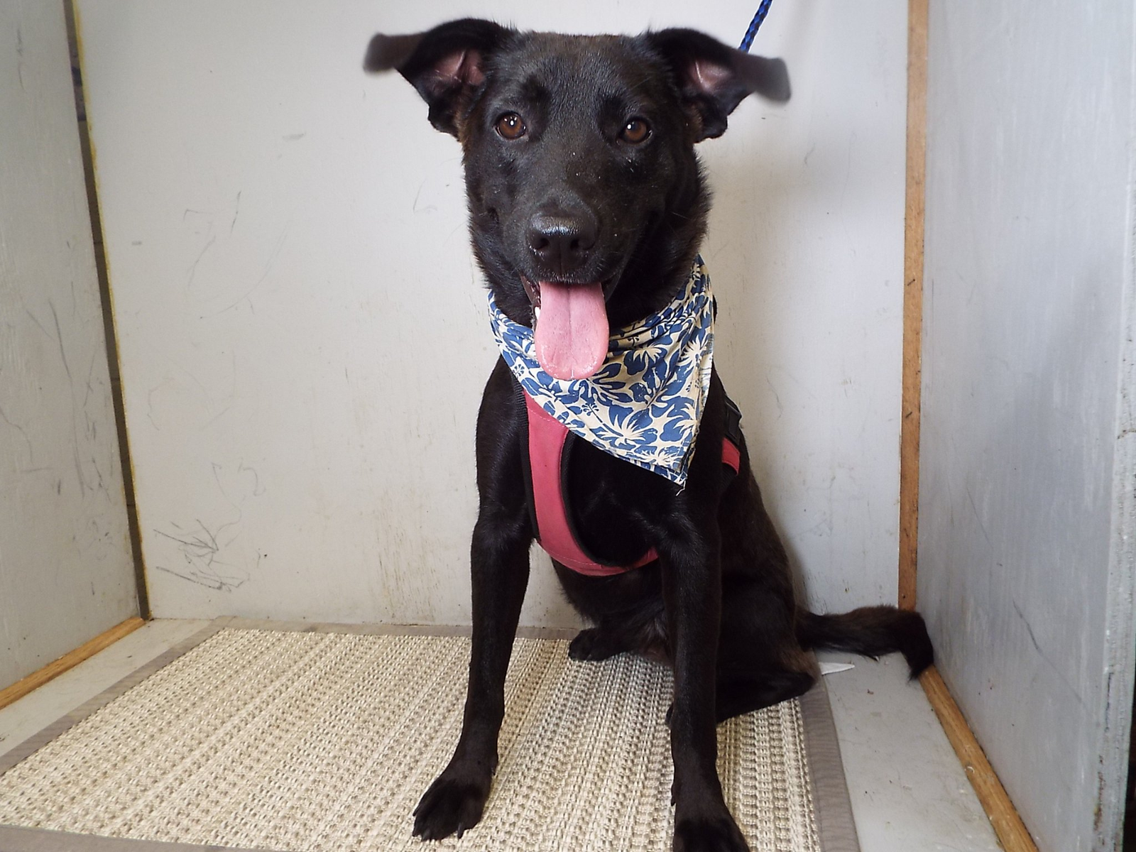 Dog for Adoption - Ruffles, a Black Labrador Retriever in Roodhouse, IL ...