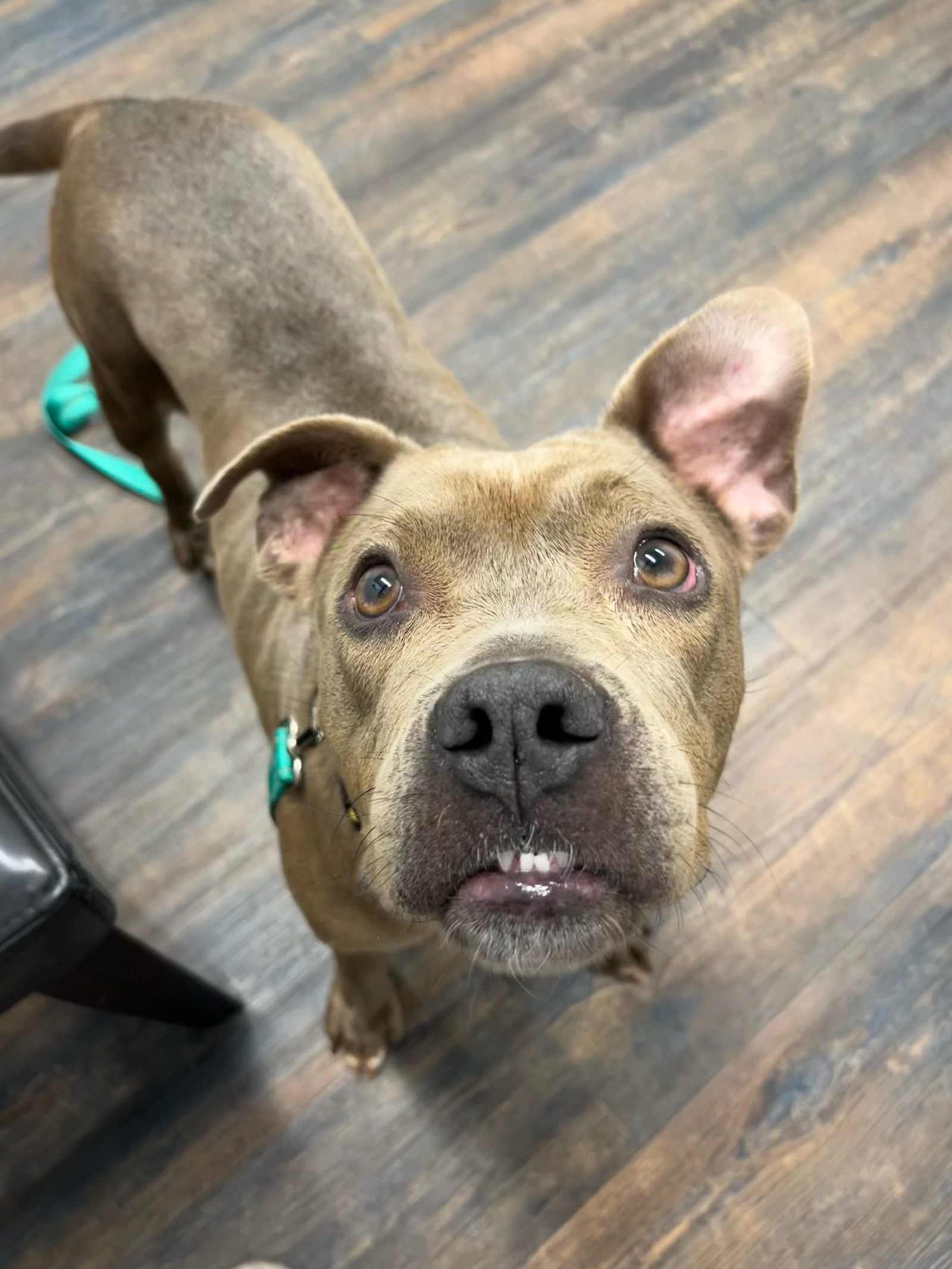 Dog for Adoption - Marnie (Bonded with Lala), a Bulldog in Sawgrass, FL ...