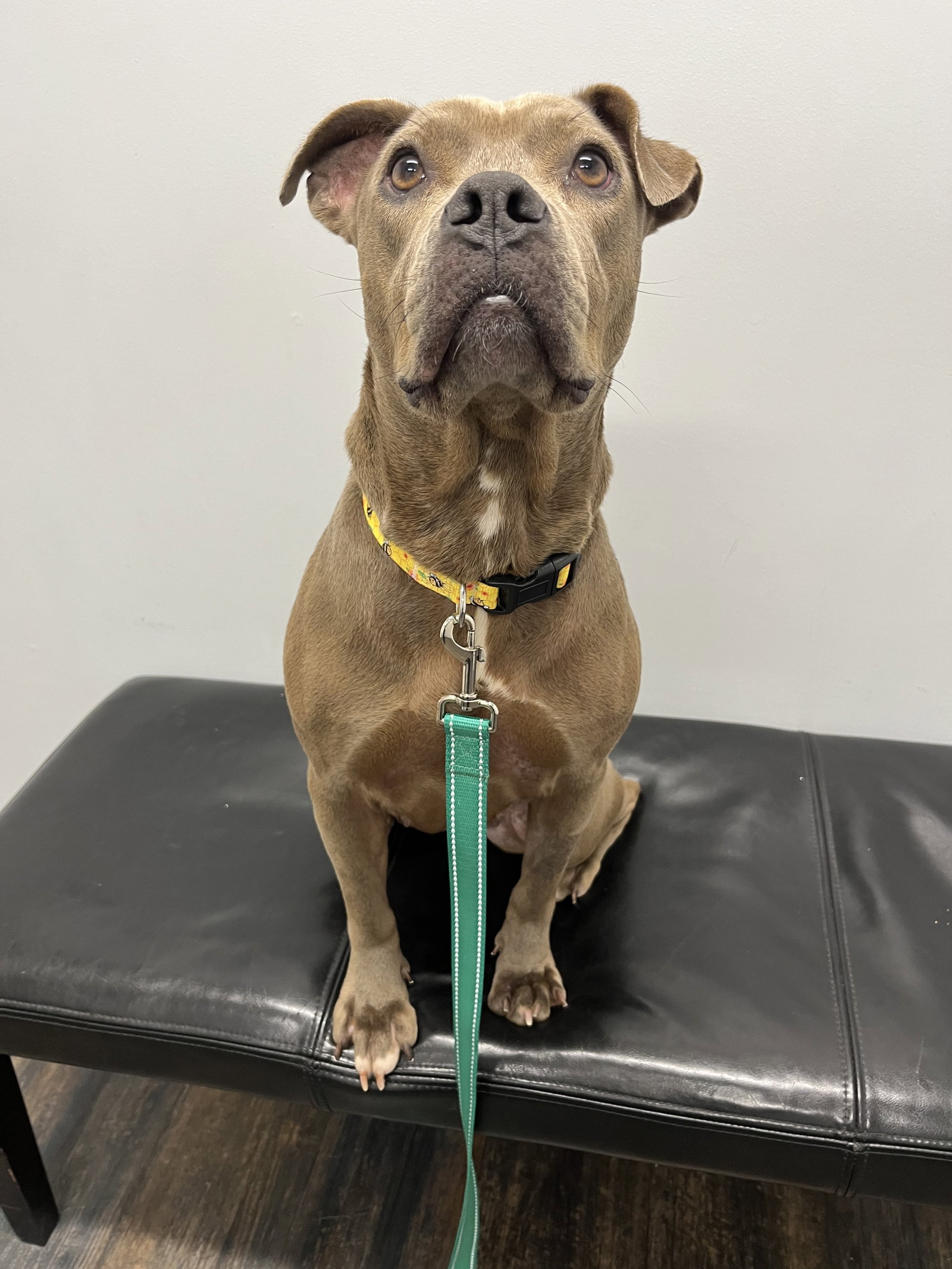 Dog for Adoption - Marnie (Bonded with Lala), a Bulldog in Sawgrass, FL ...