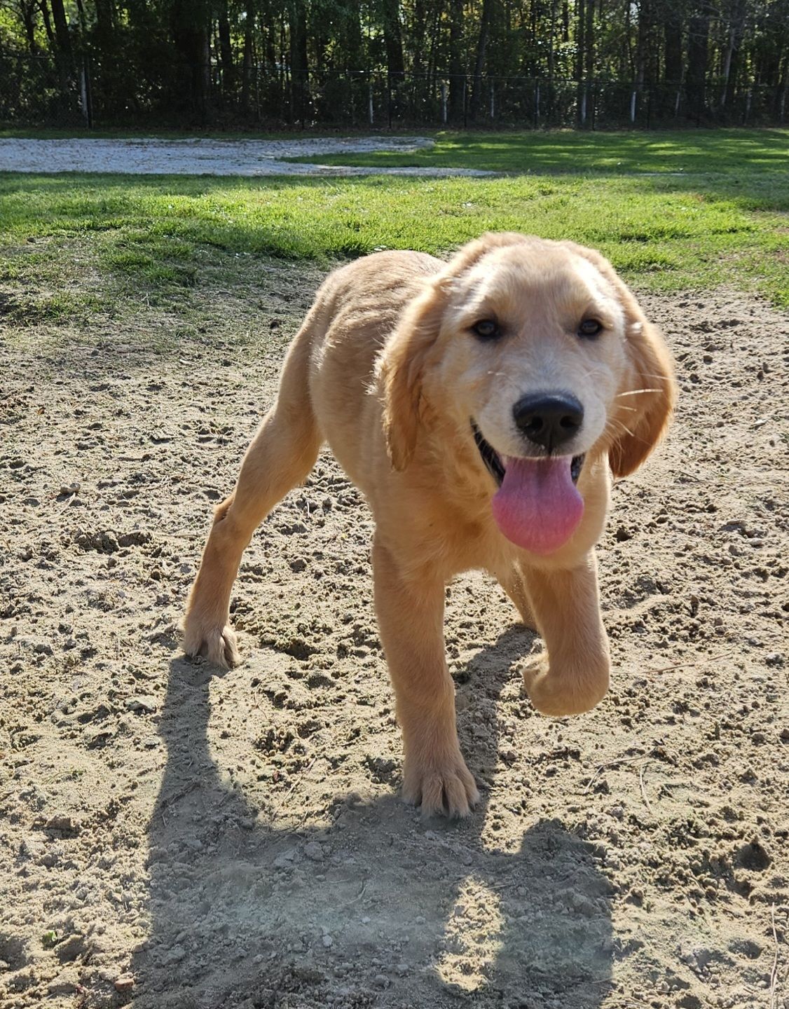 Dog for Adoption - Hayes, a Golden Retriever in Kingstree, SC | Alpha Paw