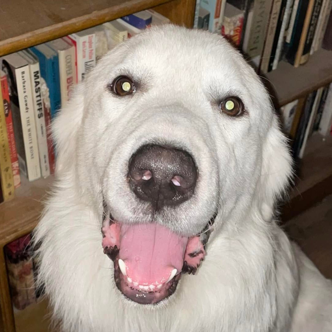 Dog for Adoption - Hercules, a Great Pyrenees in Fort Worth, TX | Alpha Paw