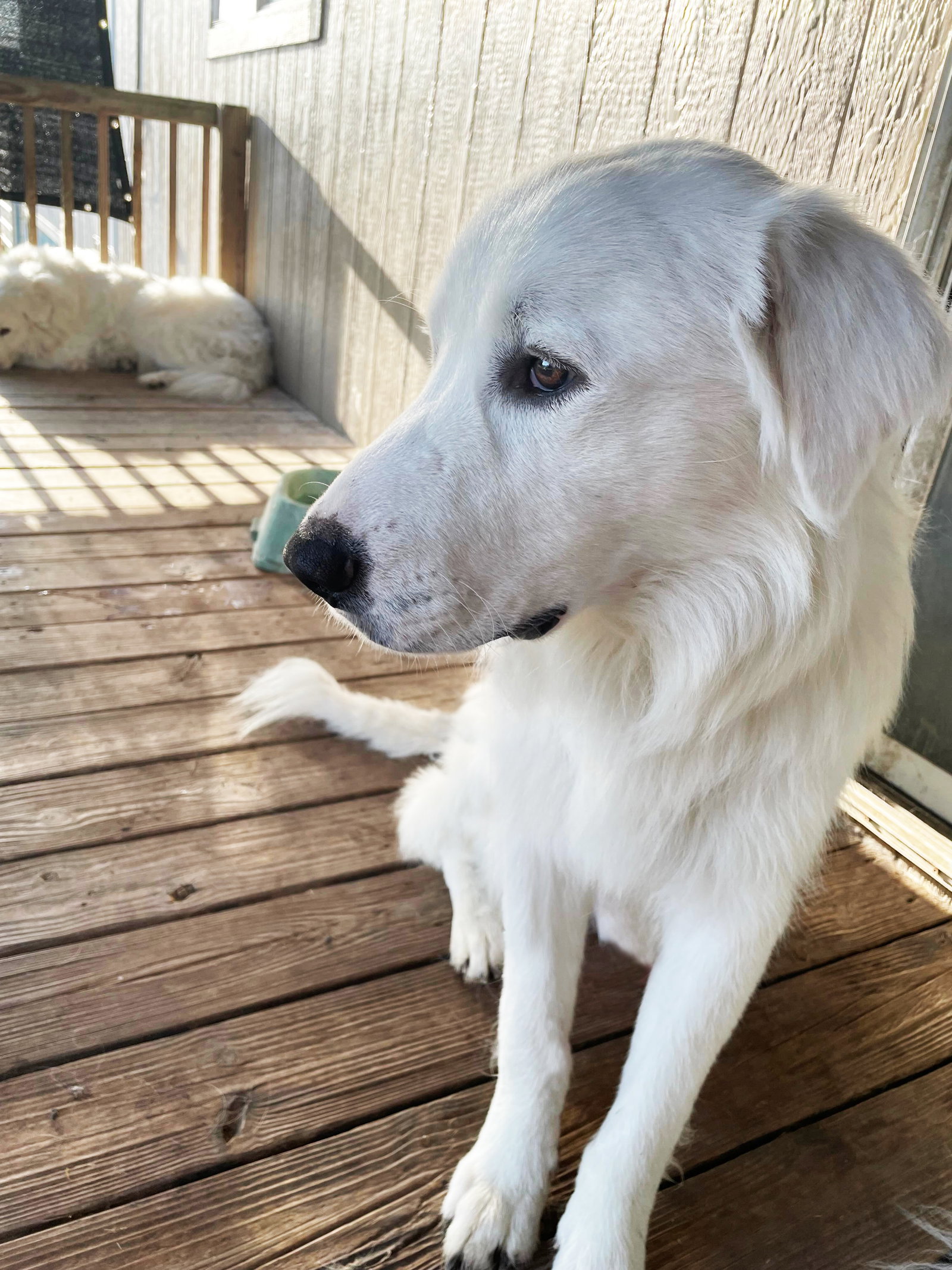 Dog for Adoption - Hercules, a Great Pyrenees in Fort Worth, TX | Alpha Paw