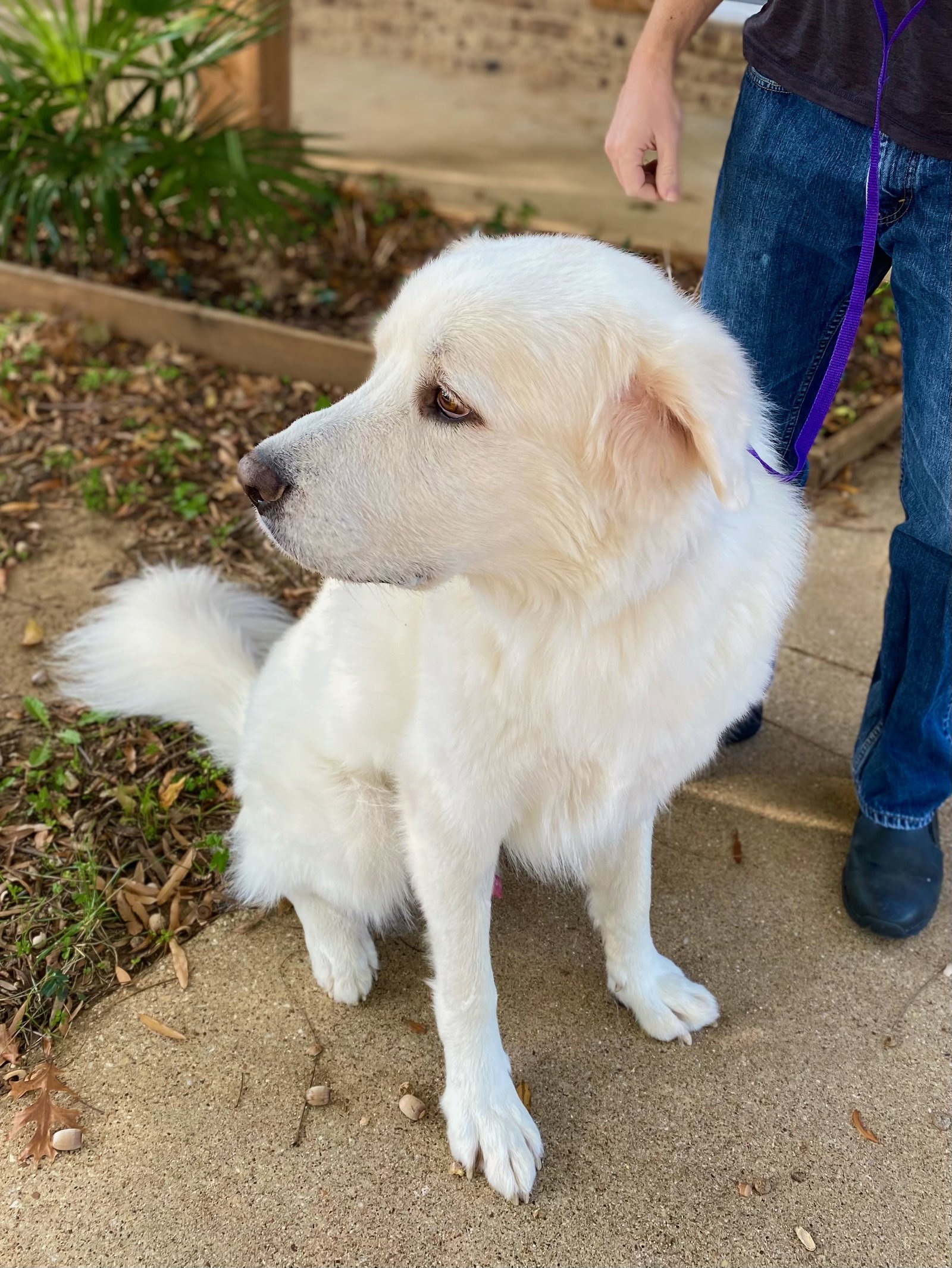 Dog for Adoption - Toby, a Great Pyrenees in Rockwall County, TX ...