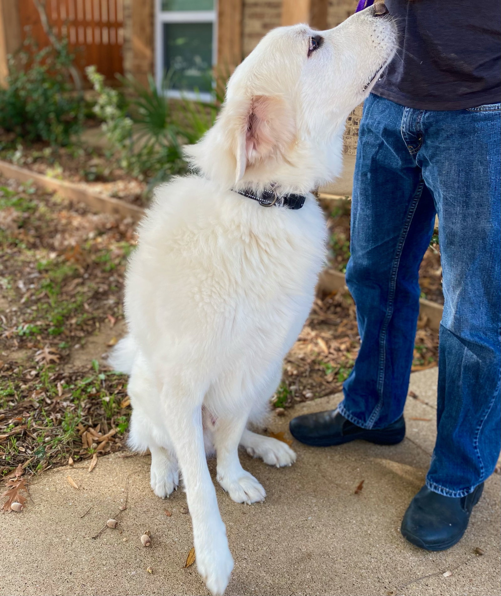 Dog for Adoption - Toby, a Great Pyrenees in Rockwall County, TX ...