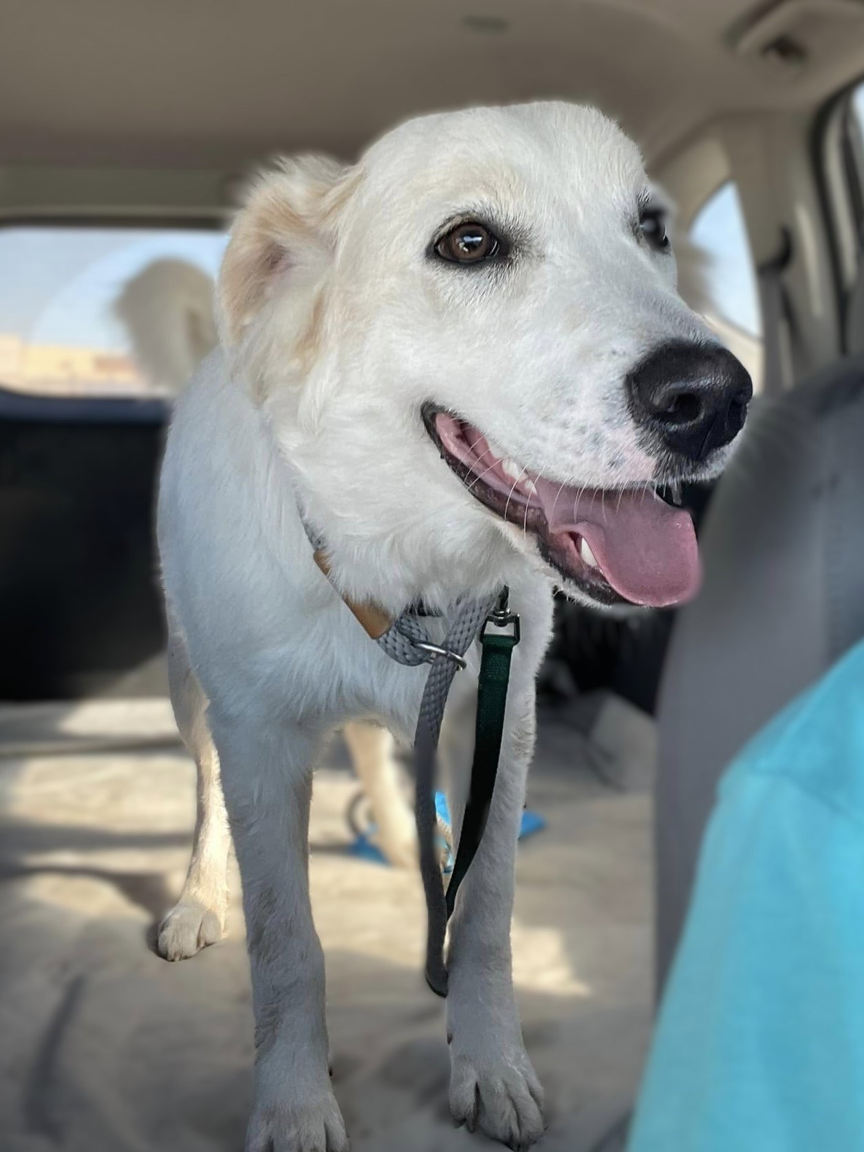 Dog for Adoption - Rascal, a Great Pyrenees in Rockwall County, TX ...