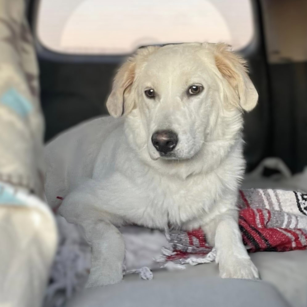 Dog for Adoption - Rascal, a Great Pyrenees in Rockwall County, TX ...