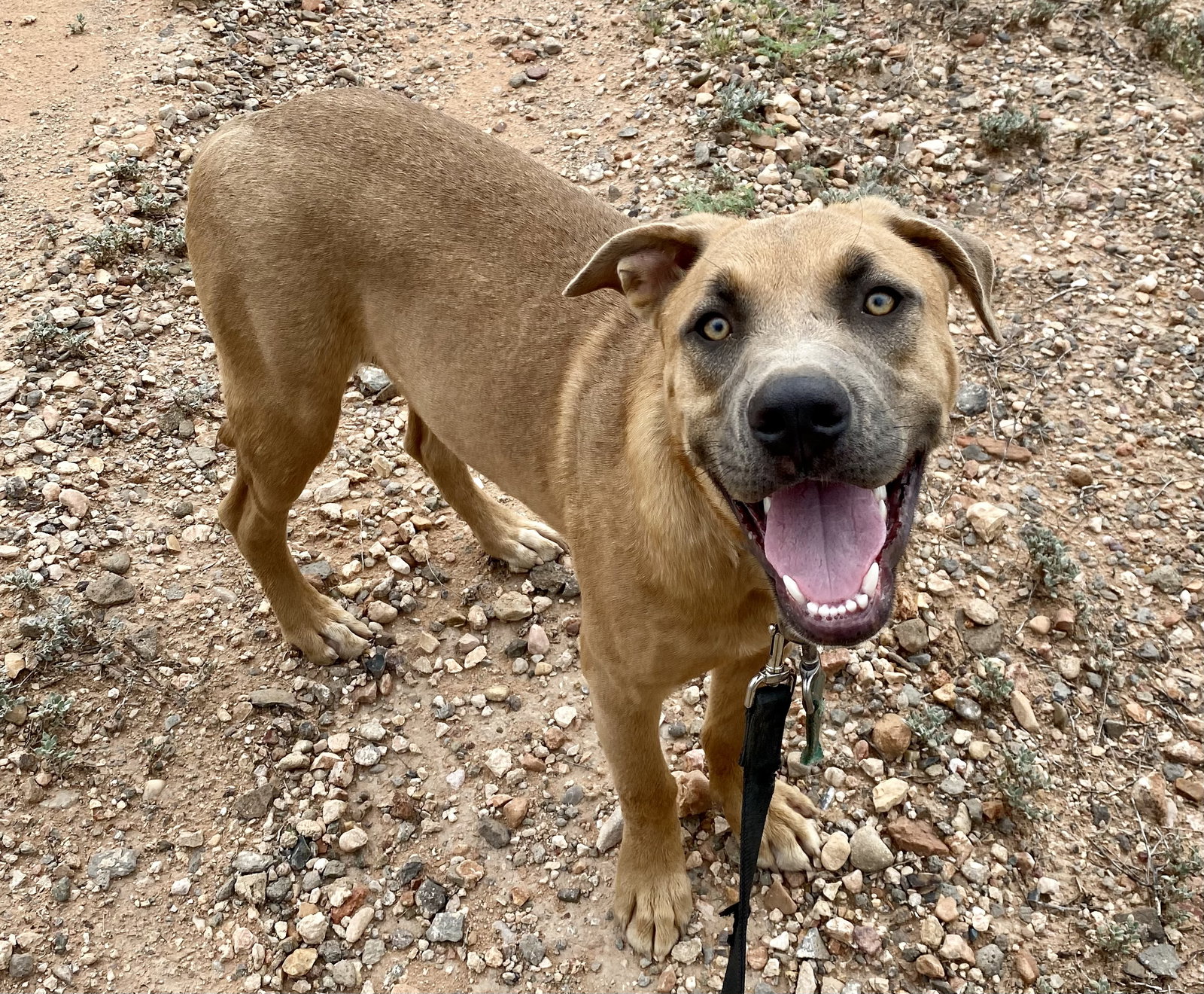 Dog for Adoption - Barney, a German Shepherd Dog in Prescott, AZ ...