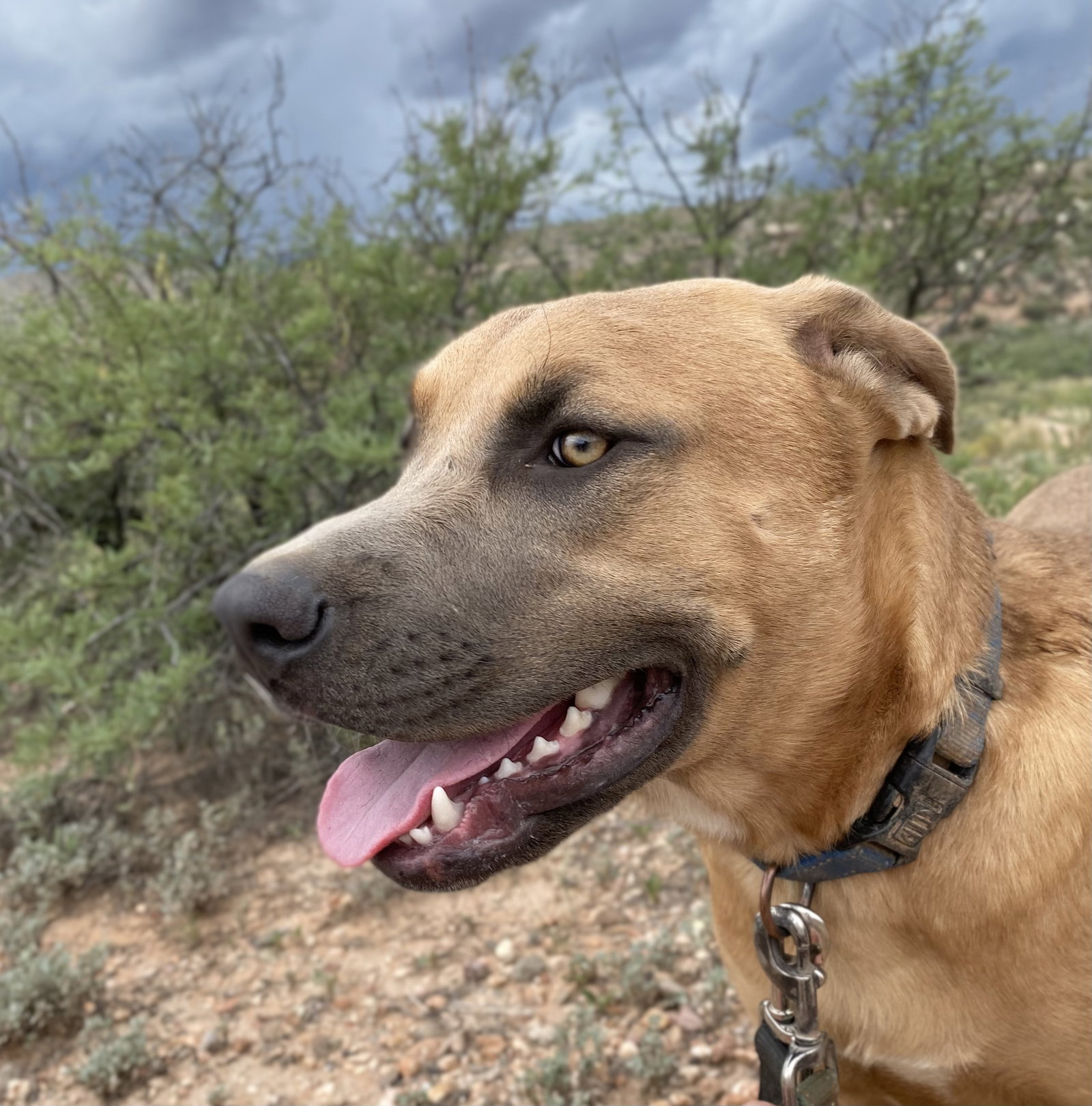 Dog for Adoption - Barney, a German Shepherd Dog in Prescott, AZ ...