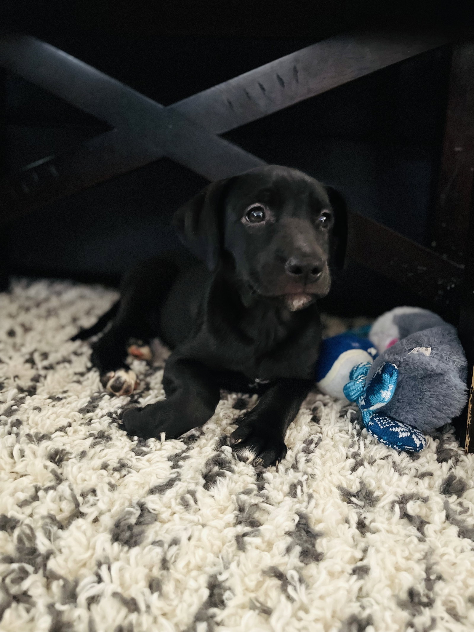 Dog for Adoption - Mya, a Rat Terrier in Waterloo, IL | Alpha Paw
