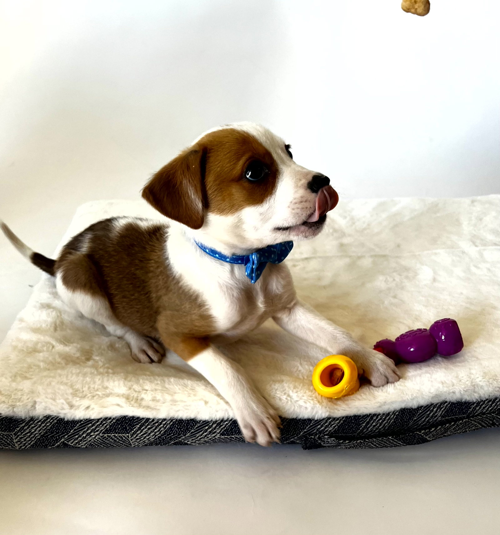 Dog for Adoption - Lucky, a Parson Russell Terrier in Ballwin, MO ...