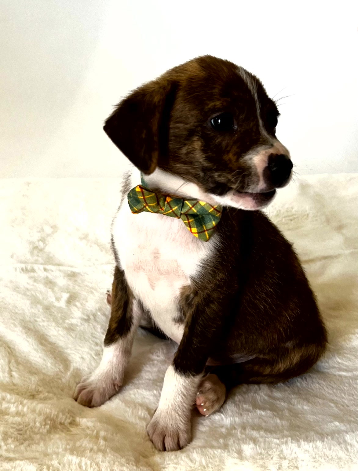 Dog for Adoption - Jackaroo, a Parson Russell Terrier in Venice, IL ...