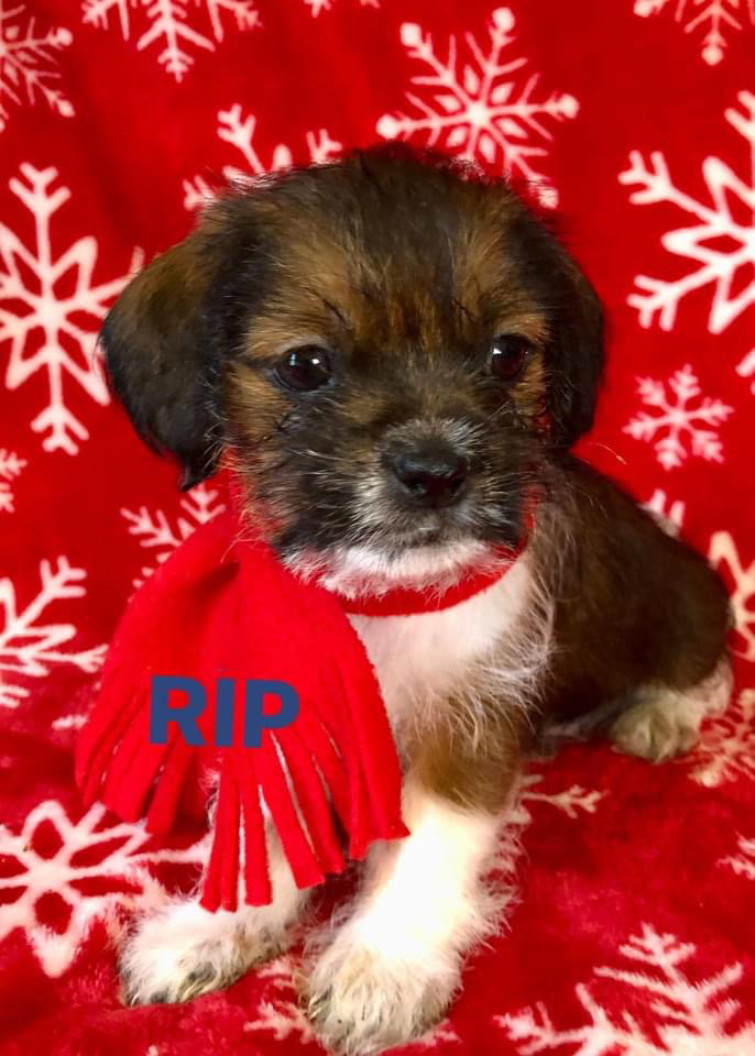 Dog for Adoption - Rip, a Havanese in Jefferson County, MO | Alpha Paw