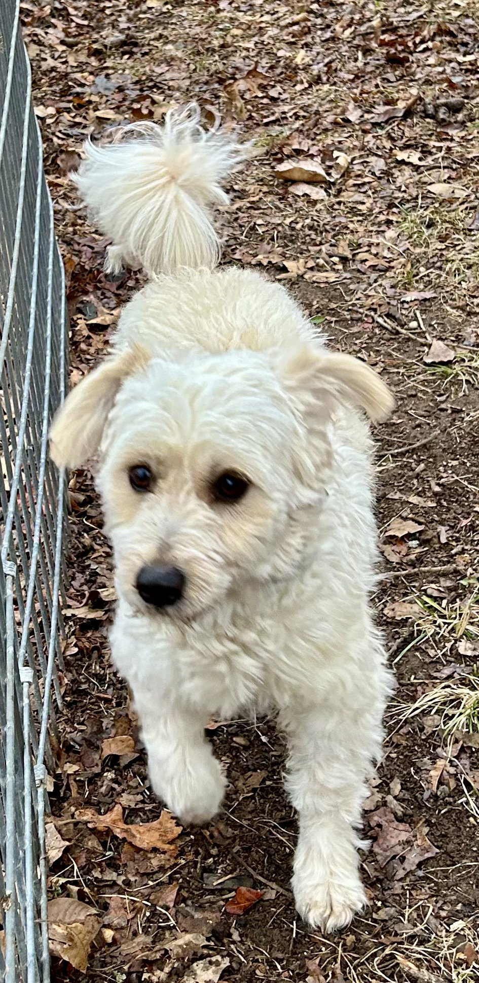 Dog for Adoption - Finlay, a Poodle (Miniature) in Desloge, MO | Alpha Paw