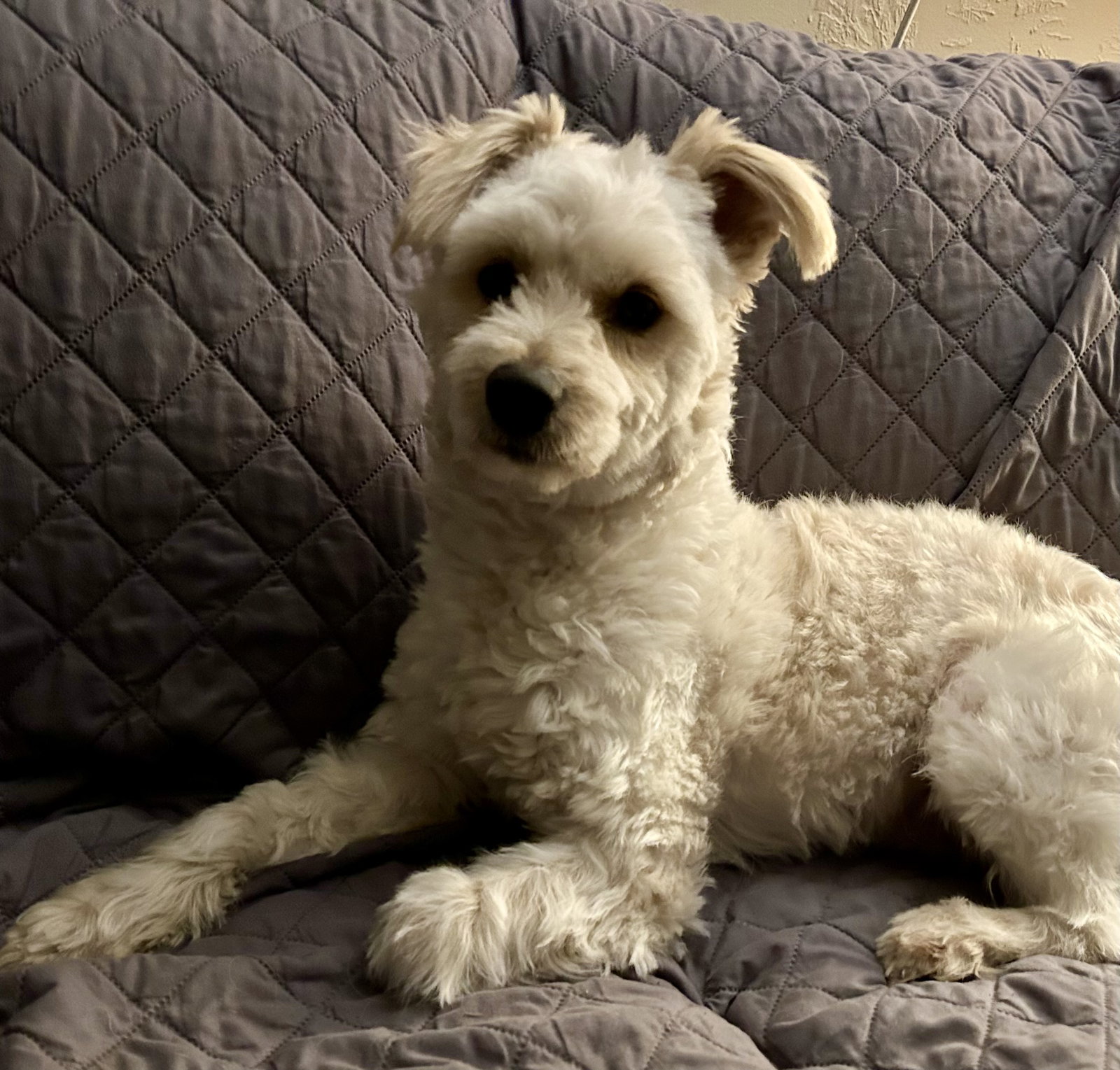 Dog for Adoption - Finlay, a Poodle (Miniature) in Desloge, MO | Alpha Paw