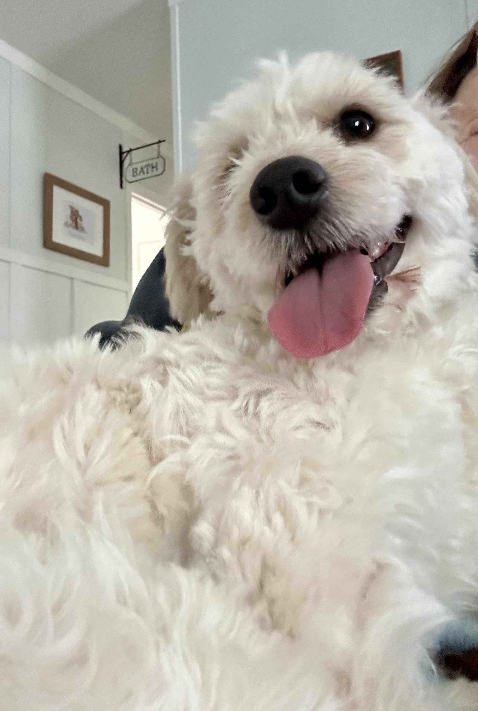 Dog for Adoption - Finlay, a Poodle (Miniature) in Desloge, MO | Alpha Paw