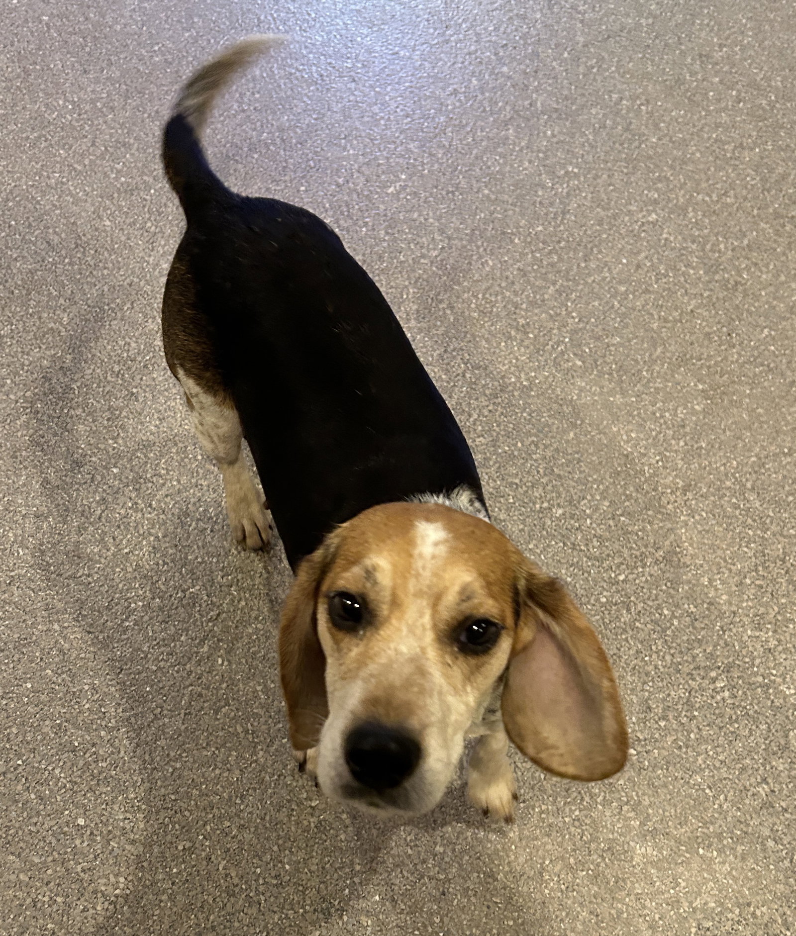 Dog for Adoption - Annie, a Beagle in Frontenac, MO | Alpha Paw