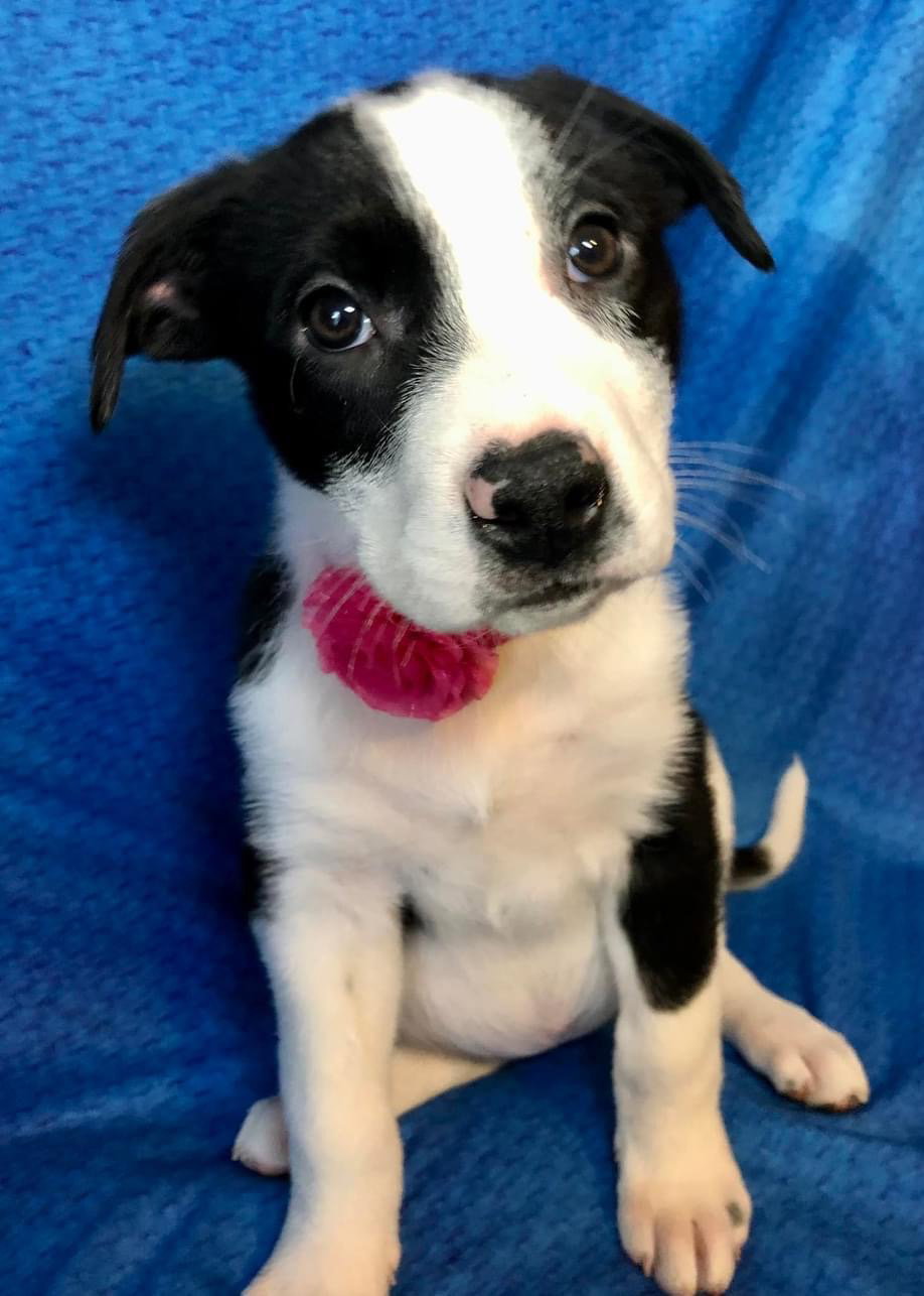Dog for Adoption - Imani, a Australian Shepherd in Pacific, MO | Alpha Paw