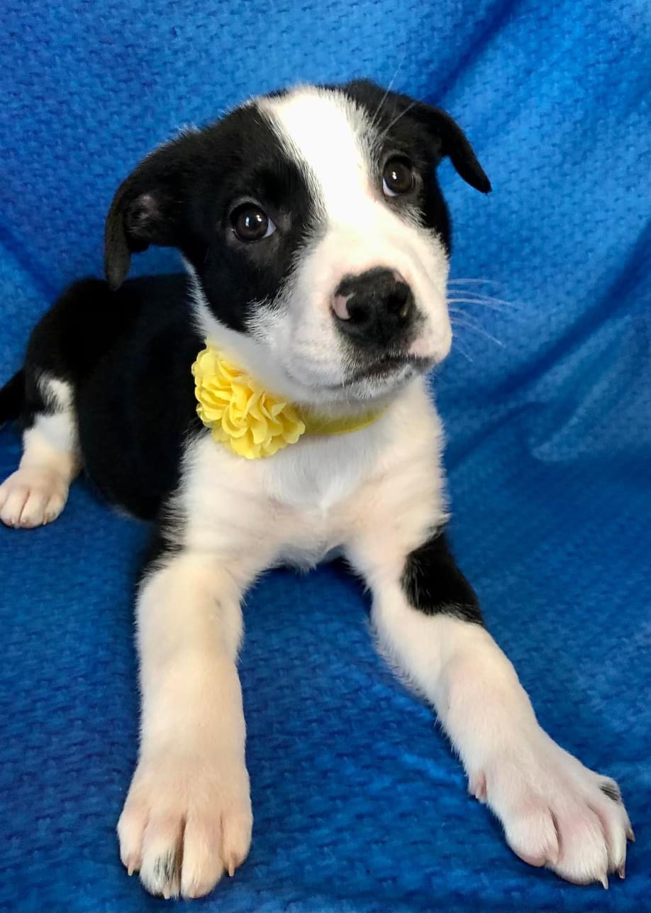 Dog for Adoption - Imani, a Australian Shepherd in Pacific, MO | Alpha Paw