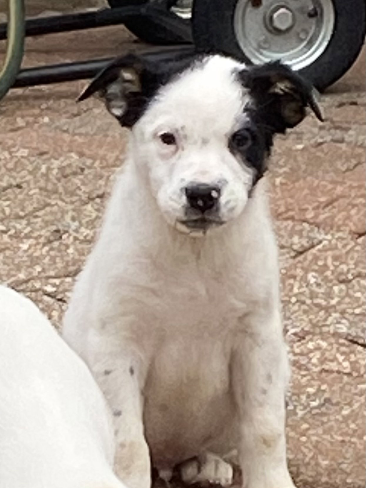 Dog for Adoption - Archie, a Australian Shepherd in Wentzville, MO ...