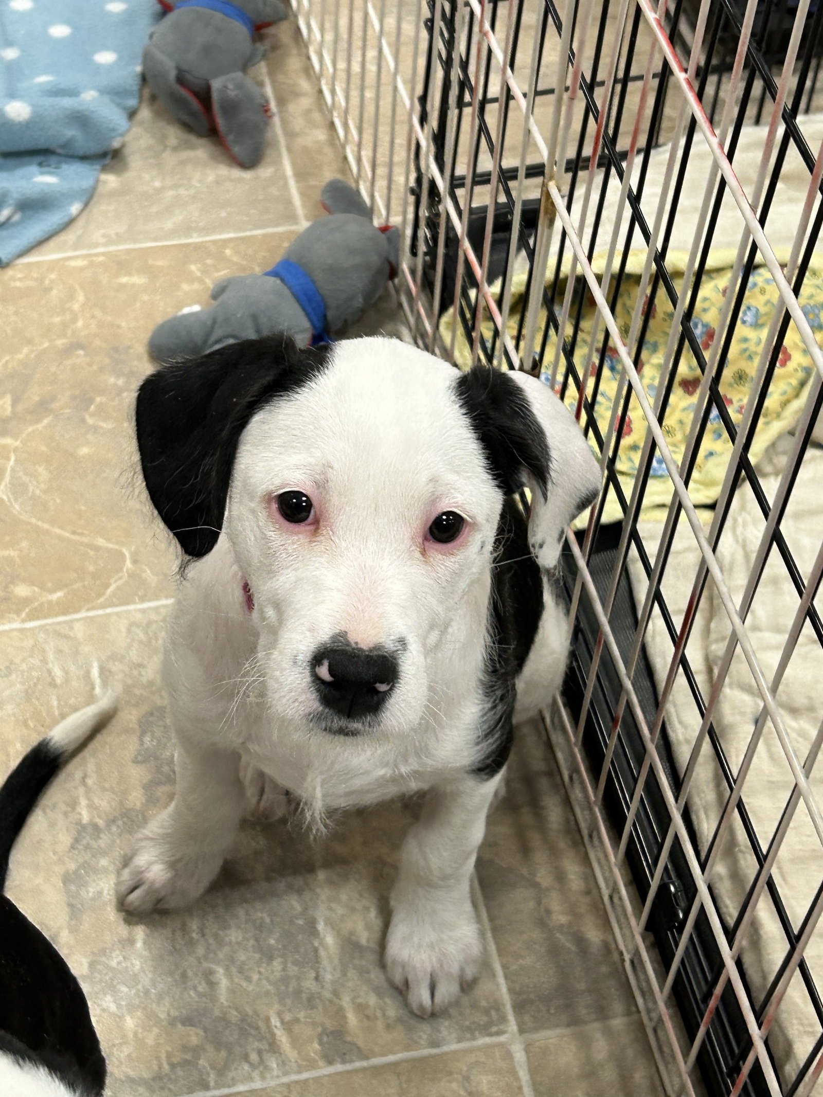 Dog for Adoption - Molly, a Border Collie in Crawford County, MO ...