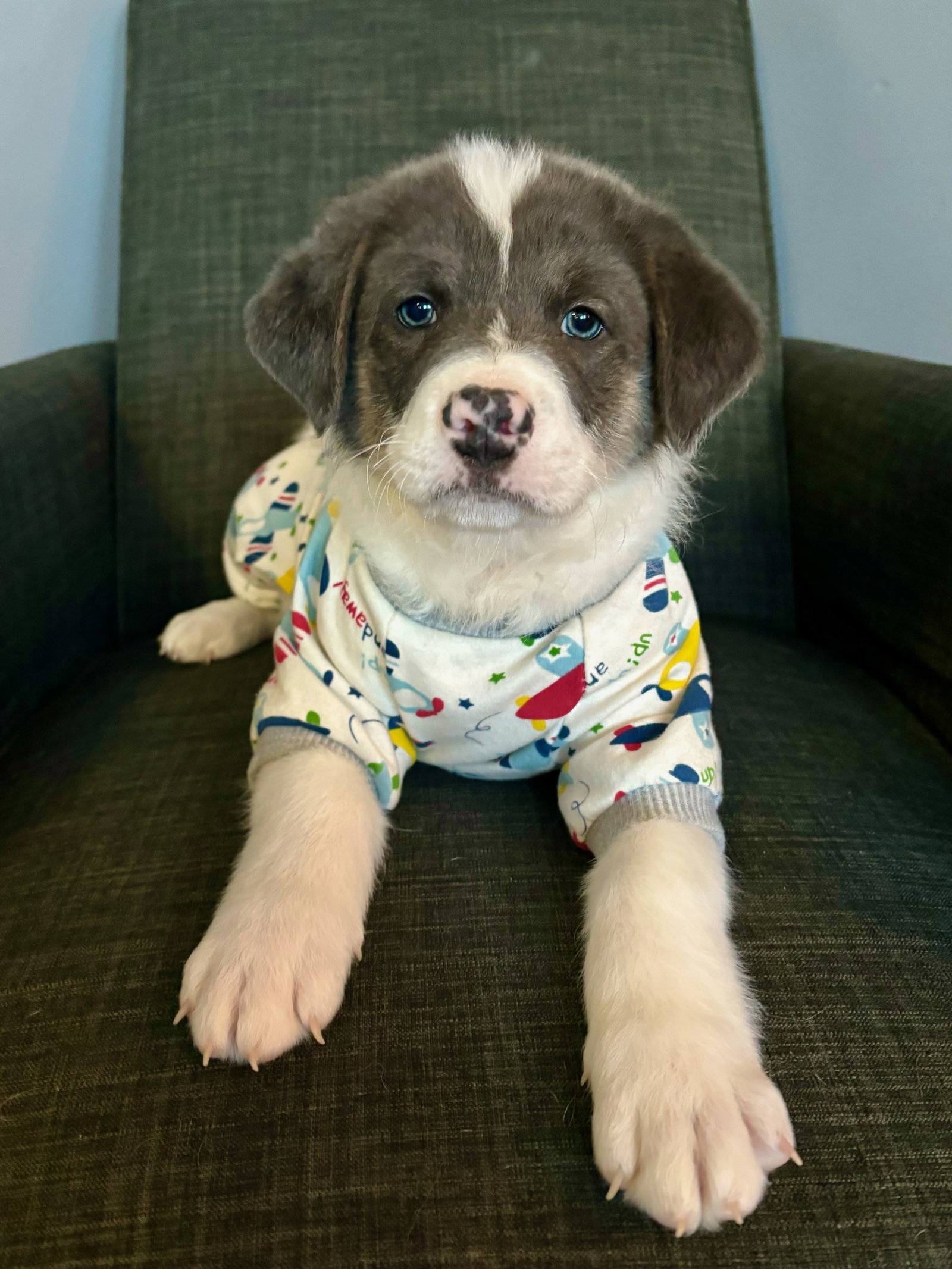 Dog for Adoption - Rolo, a Australian Shepherd in Crawford County, MO ...