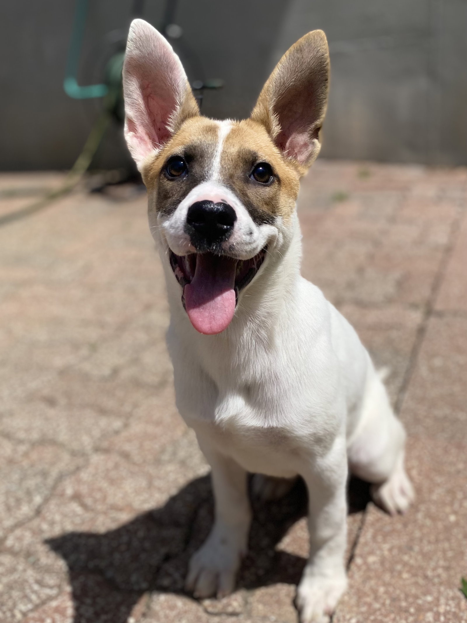 Dog for Adoption - Nikki, a Cattle Dog in Esther, MO | Alpha Paw