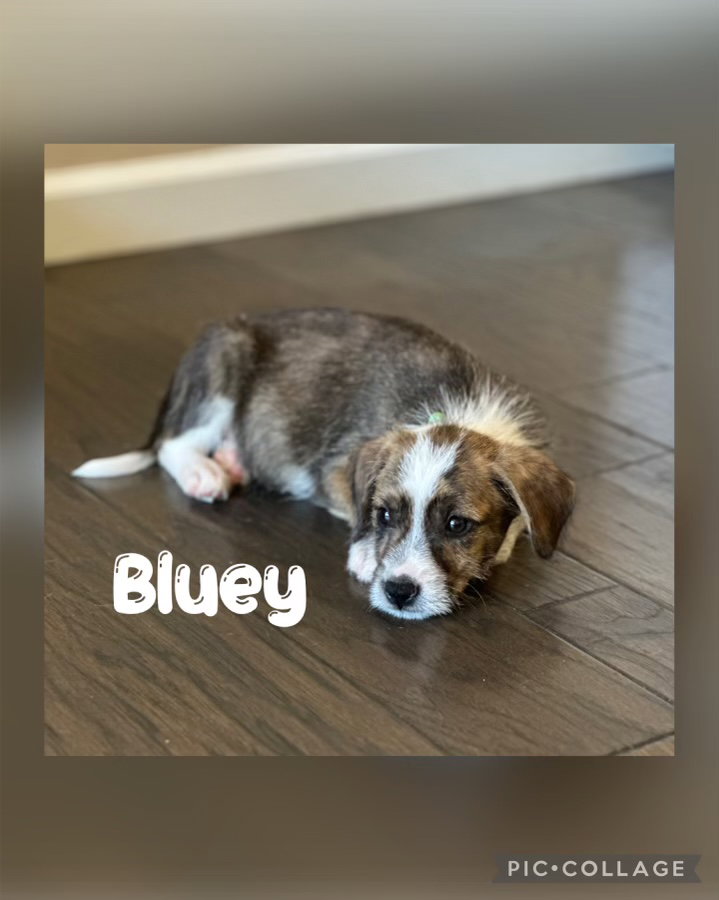Dog for Adoption - Bluey, a Terrier in Saint Francois County, MO ...