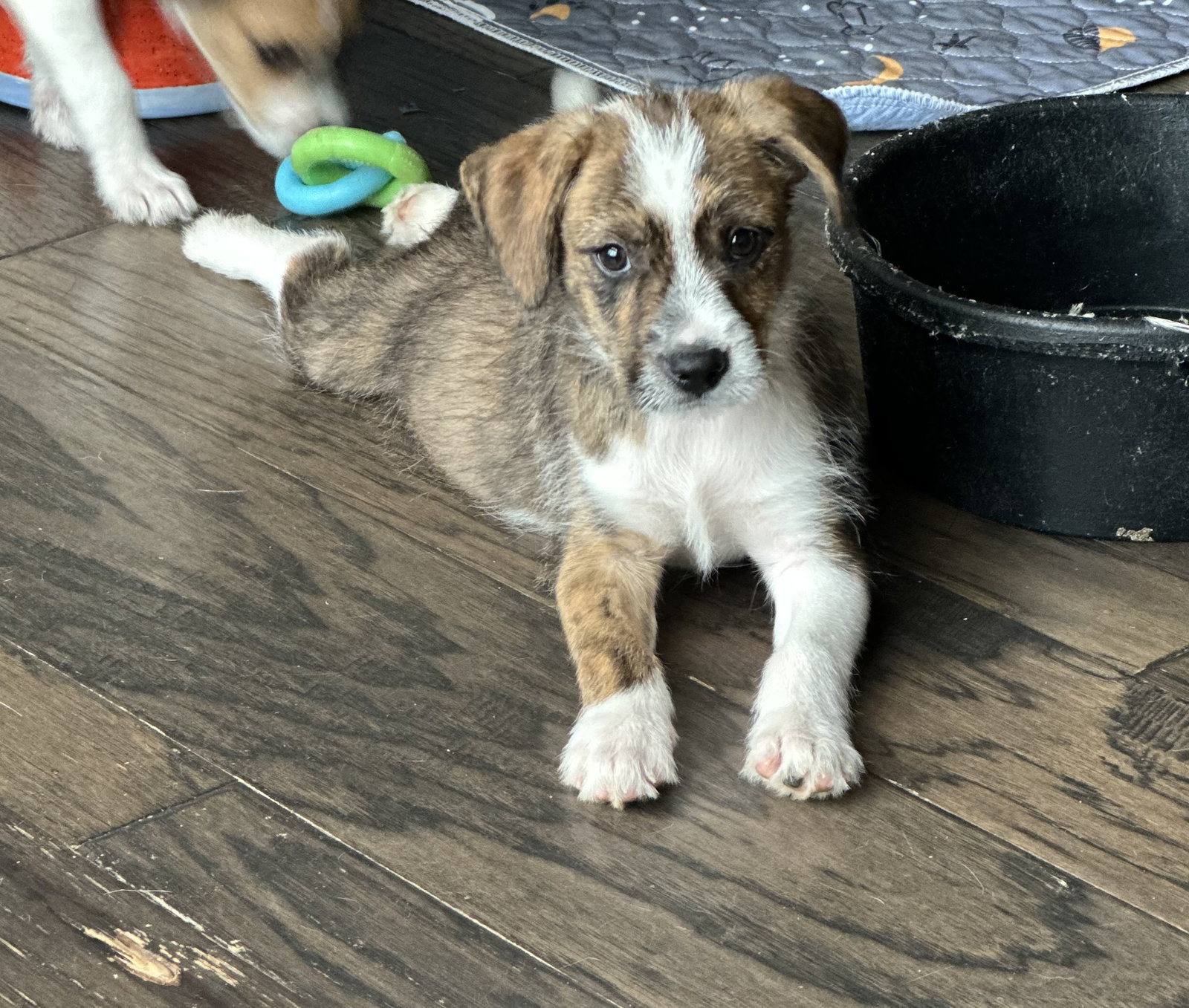 Dog for Adoption - Bluey, a Terrier in Saint Francois County, MO ...