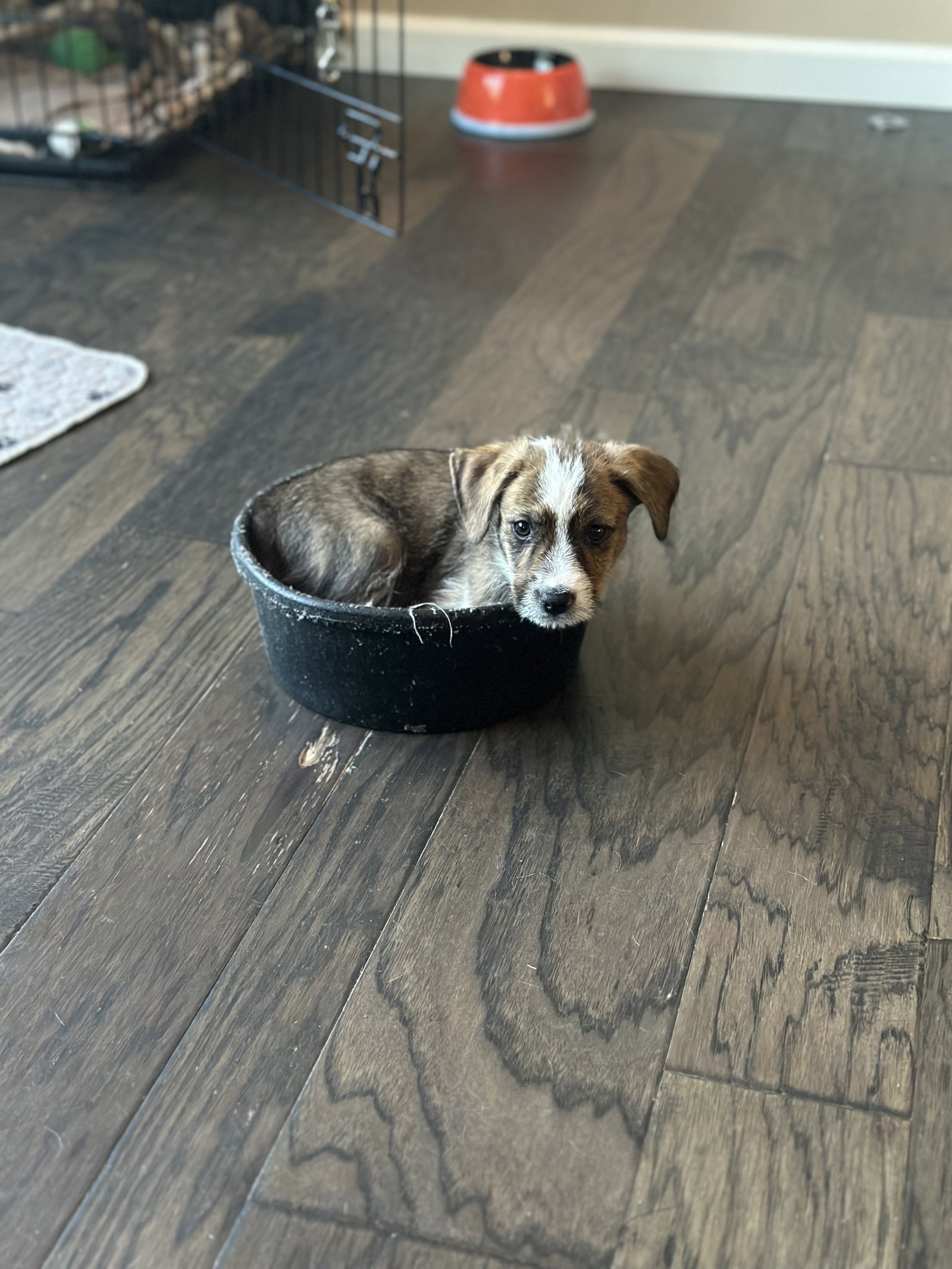 Dog for Adoption - Bluey, a Terrier in Saint Francois County, MO ...
