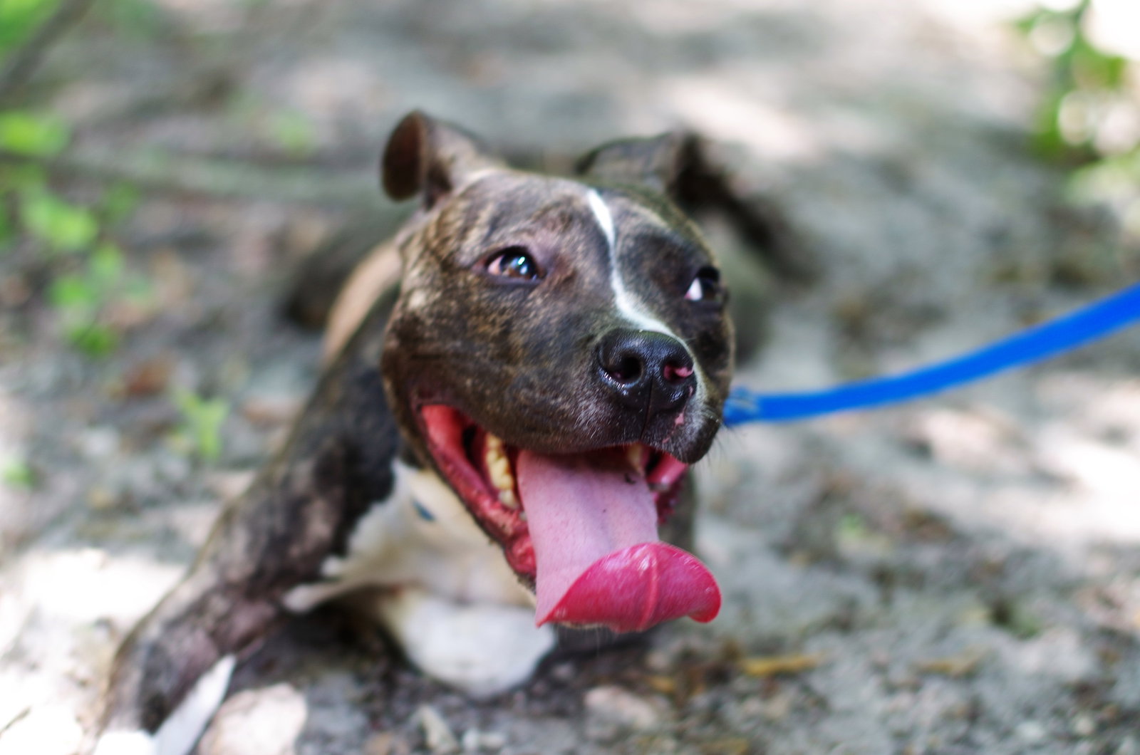Dog for Adoption - Kylo, a American Pit Bull Terrier in Dixie County ...