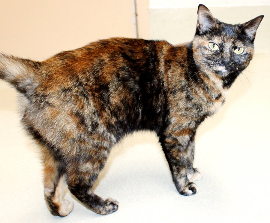 Cats for Adoption in Vienna, Virginia | Alpha Paw