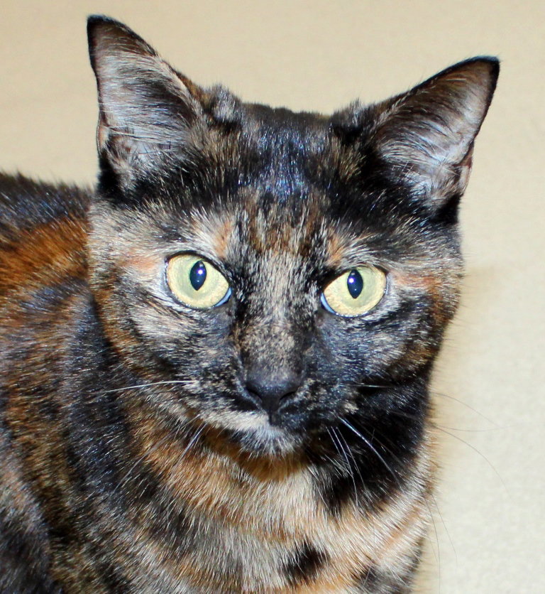 Cats for Adoption in Vienna, Virginia | Alpha Paw
