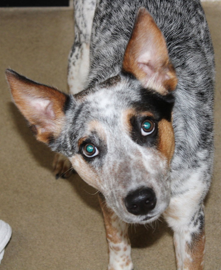 Dog for Adoption - 39622 - Wyatt, a Australian Cattle Dog/Blue Heeler ...