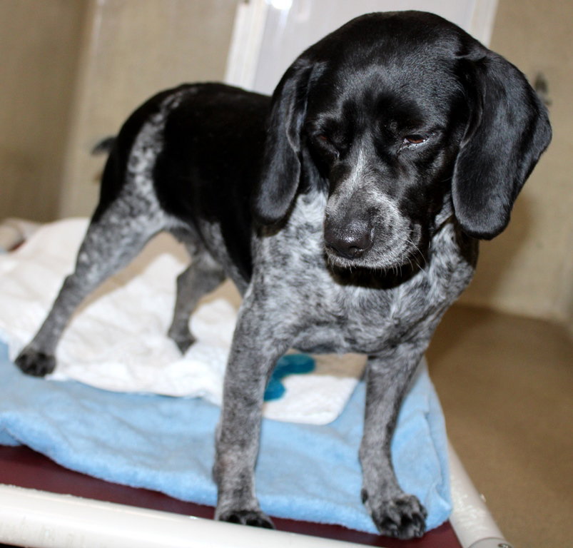 Dog for Adoption - 40044 - Clarabell, a Beagle in City Of Baltimore, MD ...