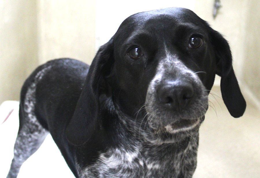 Dog for Adoption - 40044 - Clarabell, a Beagle in City Of Baltimore, MD ...