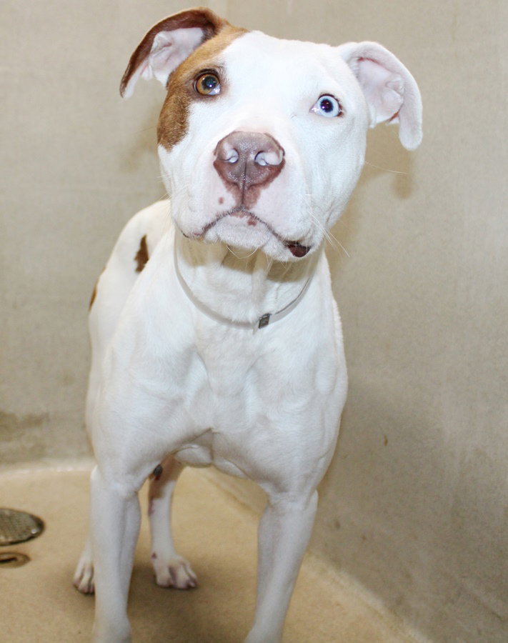 Dog for Adoption - 40114 - Shysti, a Pit Bull Terrier in Annapolis, MD ...