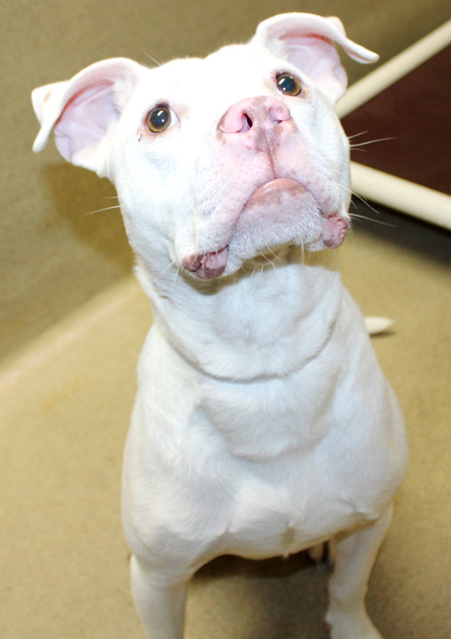 Dog for Adoption - 41112 Nugget, a American Bulldog in Marlboro Meadows ...