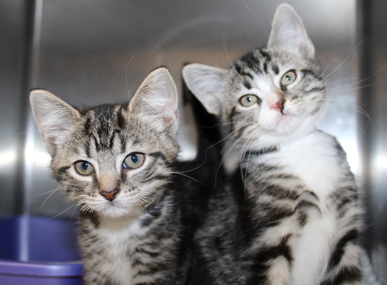Cats for Adoption in Mount Vernon, Virginia | Alpha Paw