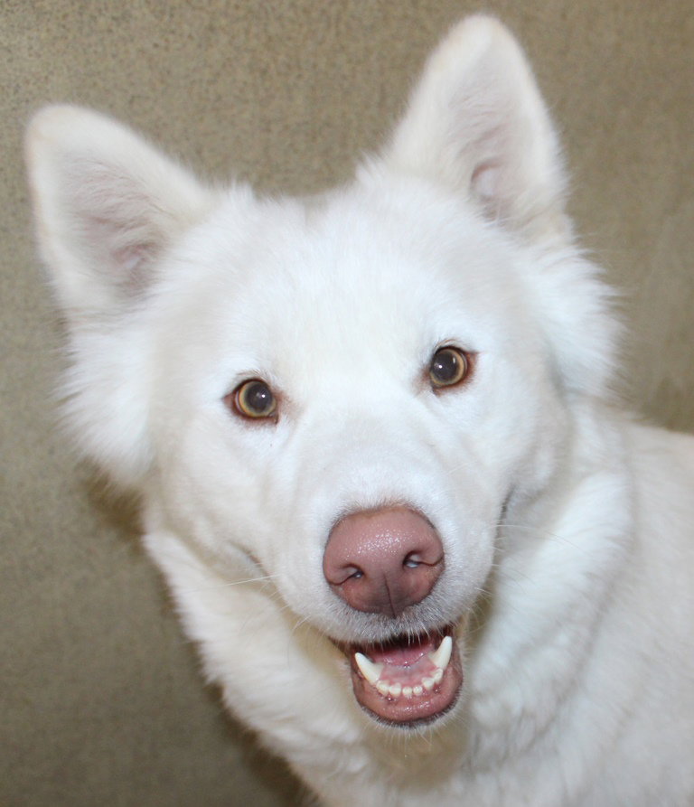 Dog for Adoption - 42212 - Koe, a Siberian Husky in Bowleys Quarters ...