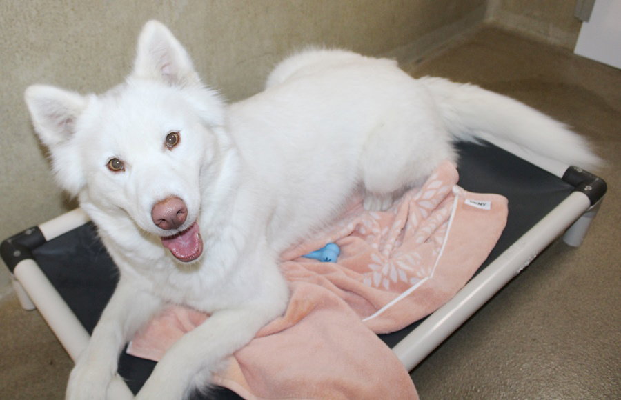 Dog for Adoption - 42212 - Koe, a Siberian Husky in Bowleys Quarters ...