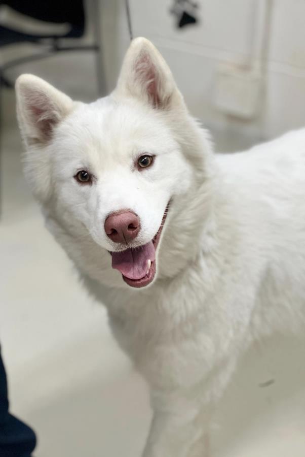 Dog for Adoption - 42212 - Koe, a Siberian Husky in Bowleys Quarters ...