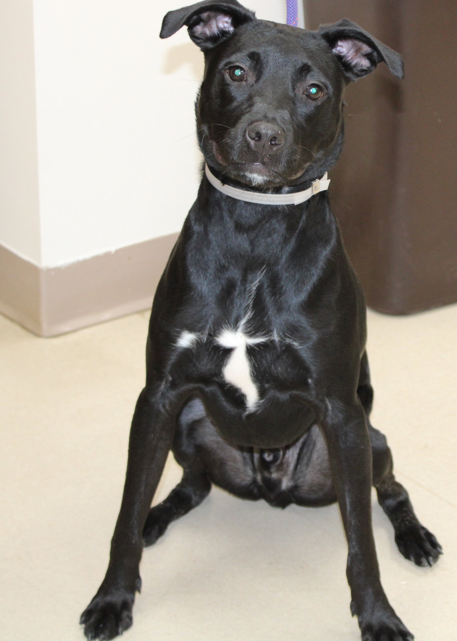 Dog for Adoption - 42338 Gobber, a Labrador Retriever in Selby On The ...