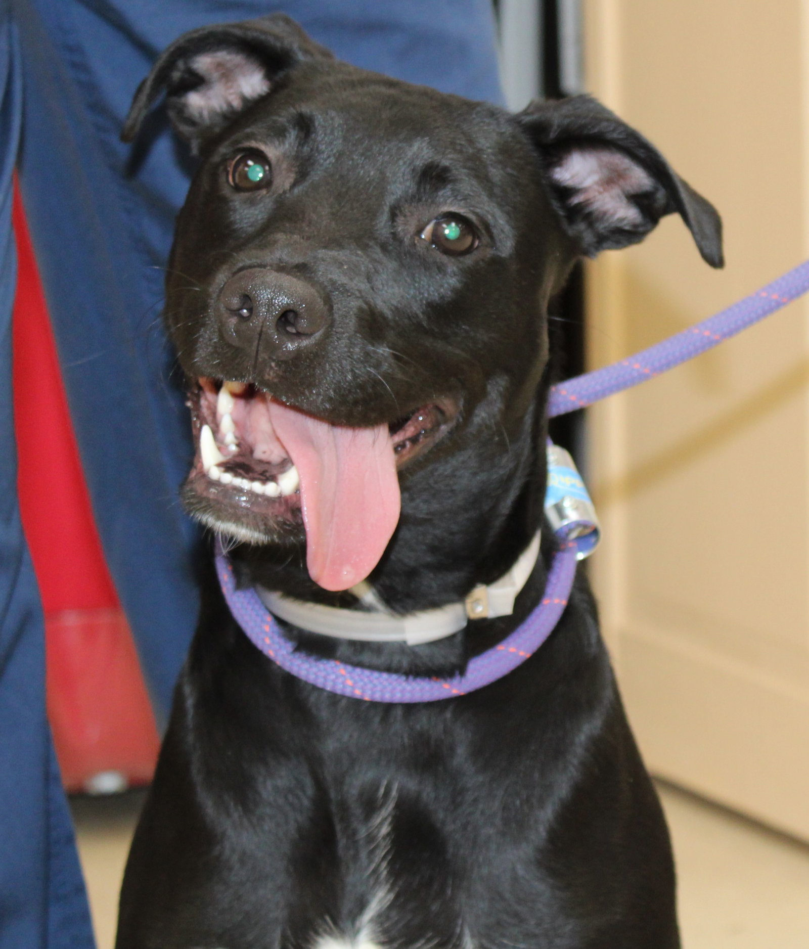 Dog for Adoption - 42338 Gobber, a Labrador Retriever in Selby On The ...