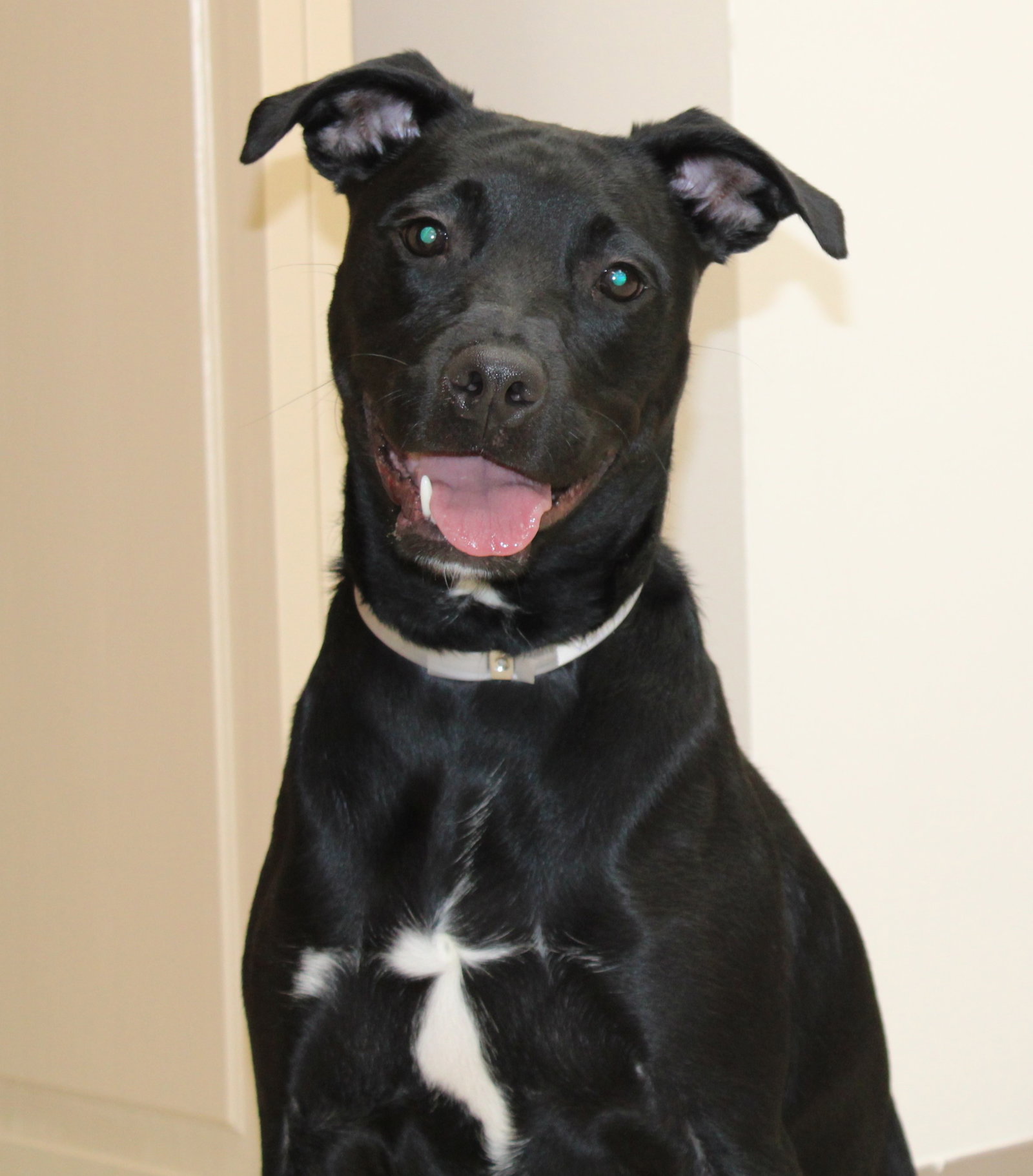 Dog for Adoption - 42338 Gobber, a Labrador Retriever in Selby On The ...