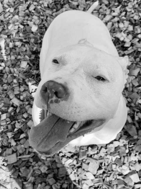 Dog for Adoption - 42562 - Suga, a American Staffordshire Terrier in ...