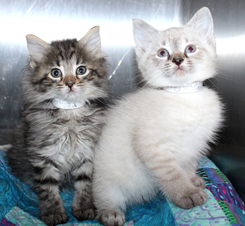 Cats for Adoption in City Of Manassas, Virginia | Alpha Paw