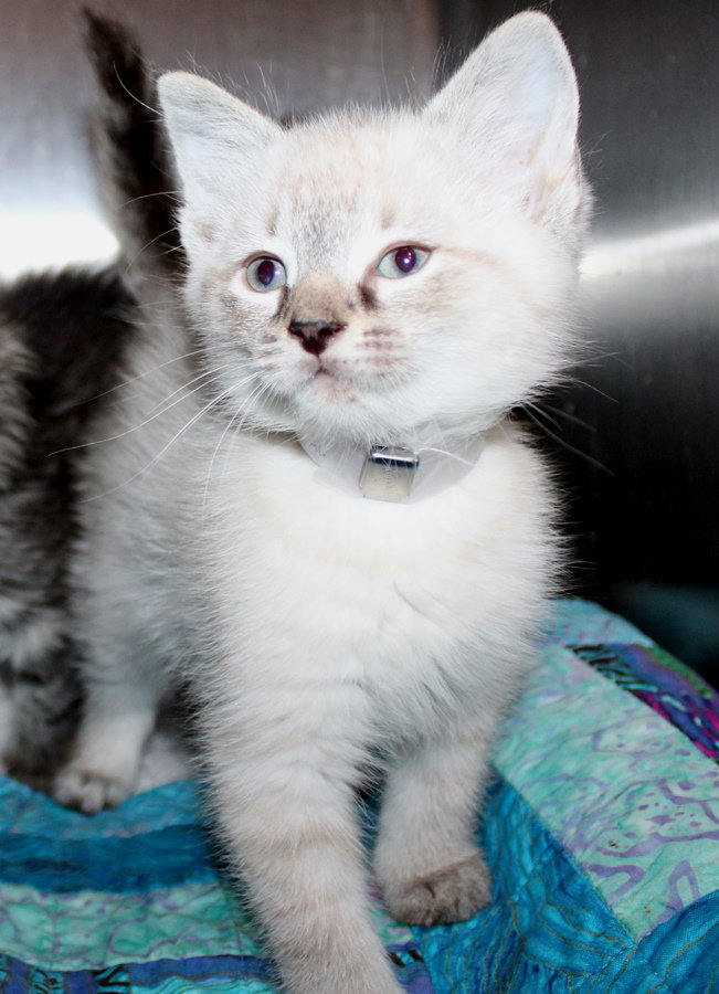 Cats for Adoption in City Of Manassas, Virginia | Alpha Paw