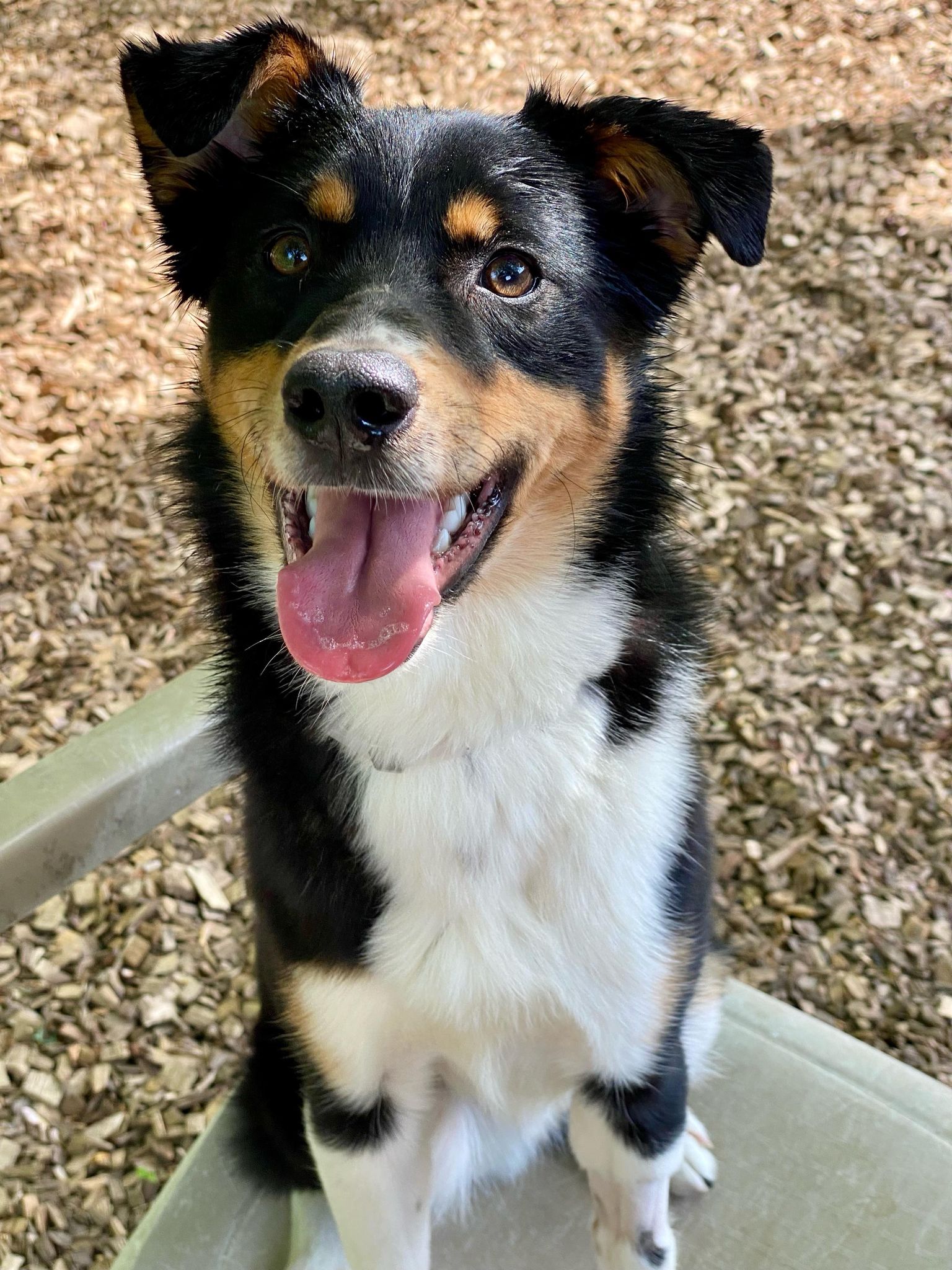 Dog for Adoption - 43072 Scout, a Australian Shepherd in Walker Mill ...